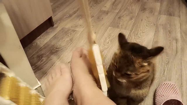 Наша кошка муся на вибромассажере