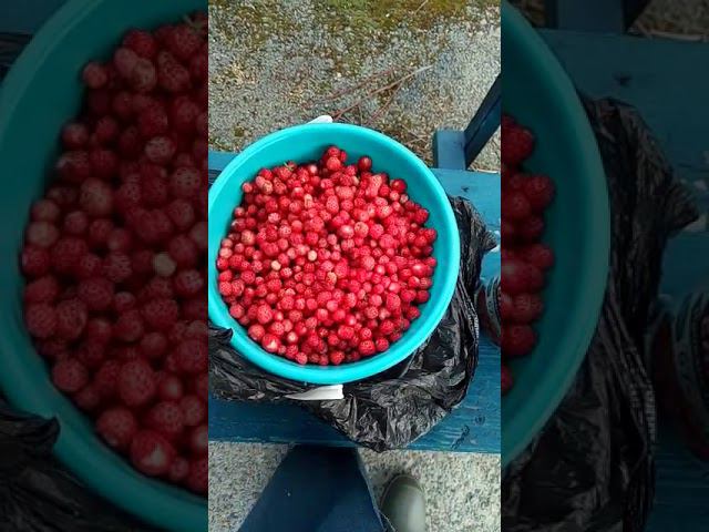 23.07.19 Ягодки