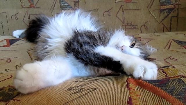 Сонное кошачье утро.mp4