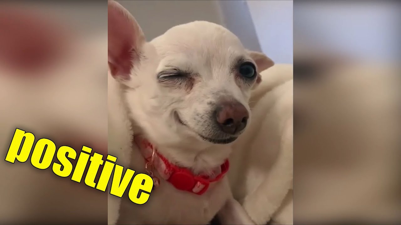 Очередная доза позитива для поднятия настроения #15.