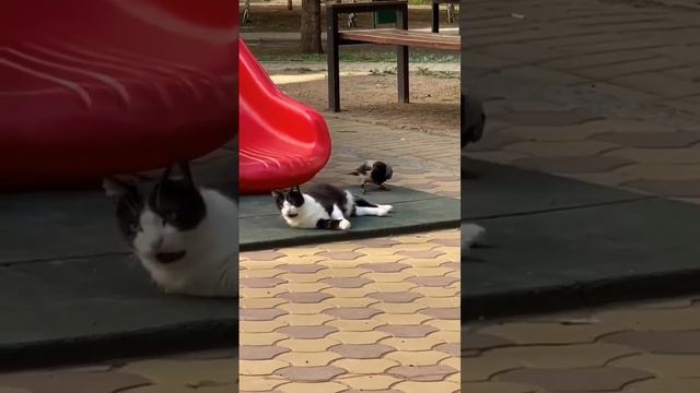 Наглая морда!