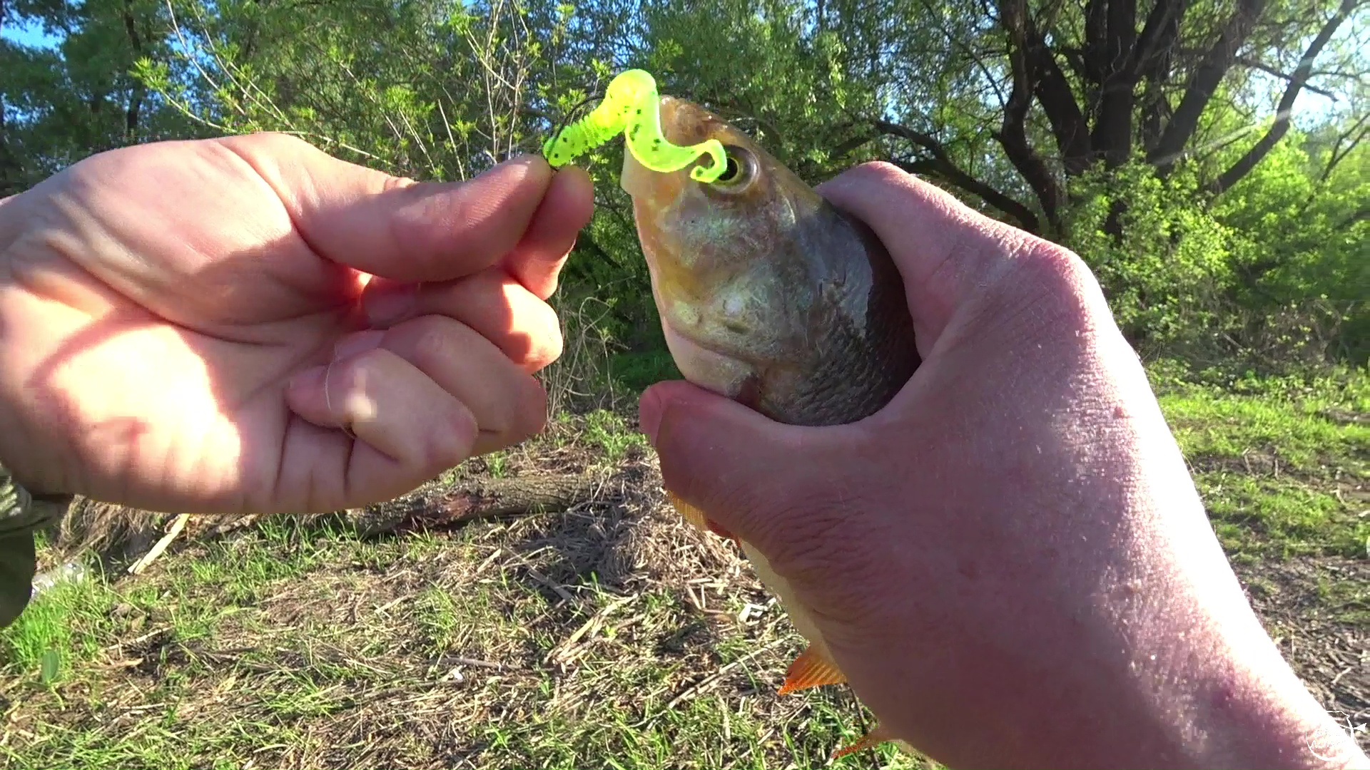 ОКУНЬ, СУДАК НА ОТВОДНОЙ. Я доволен как бегемот. р.ДОН (05.05.2022)