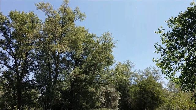 Живительная сила леса