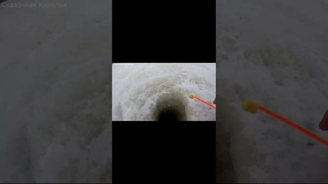 Ловля плотвы на блёсны от Mr. Musurok