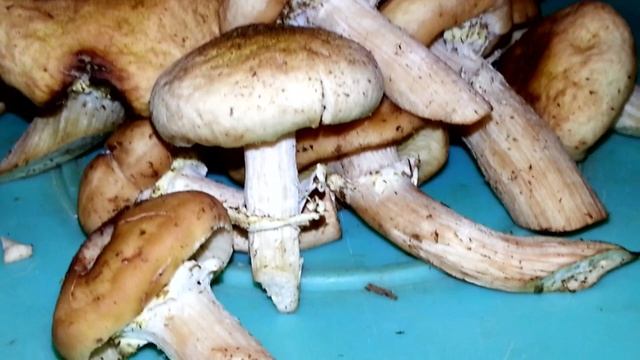 Слизень и опята