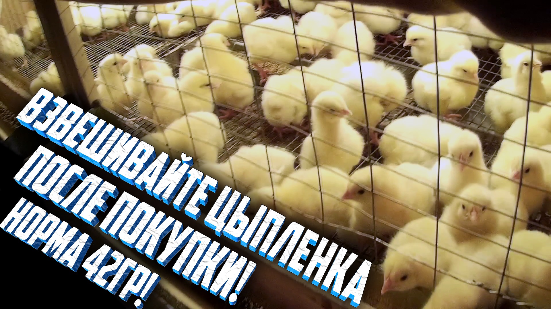 Закупка еще 500 шт. суточных бройлеров росс 308. Взвешивайте цыпленка после покупки! Норма 42 гр !