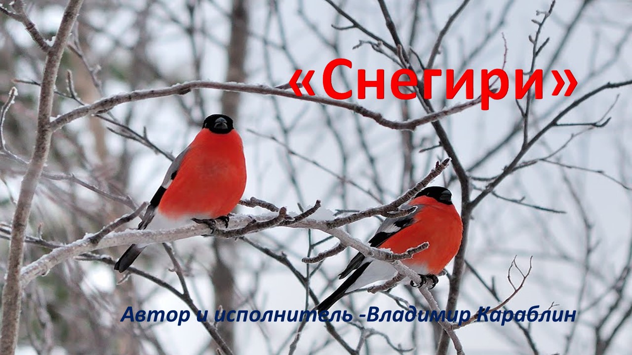 "СНЕГИРИ"  Владимир Караблин