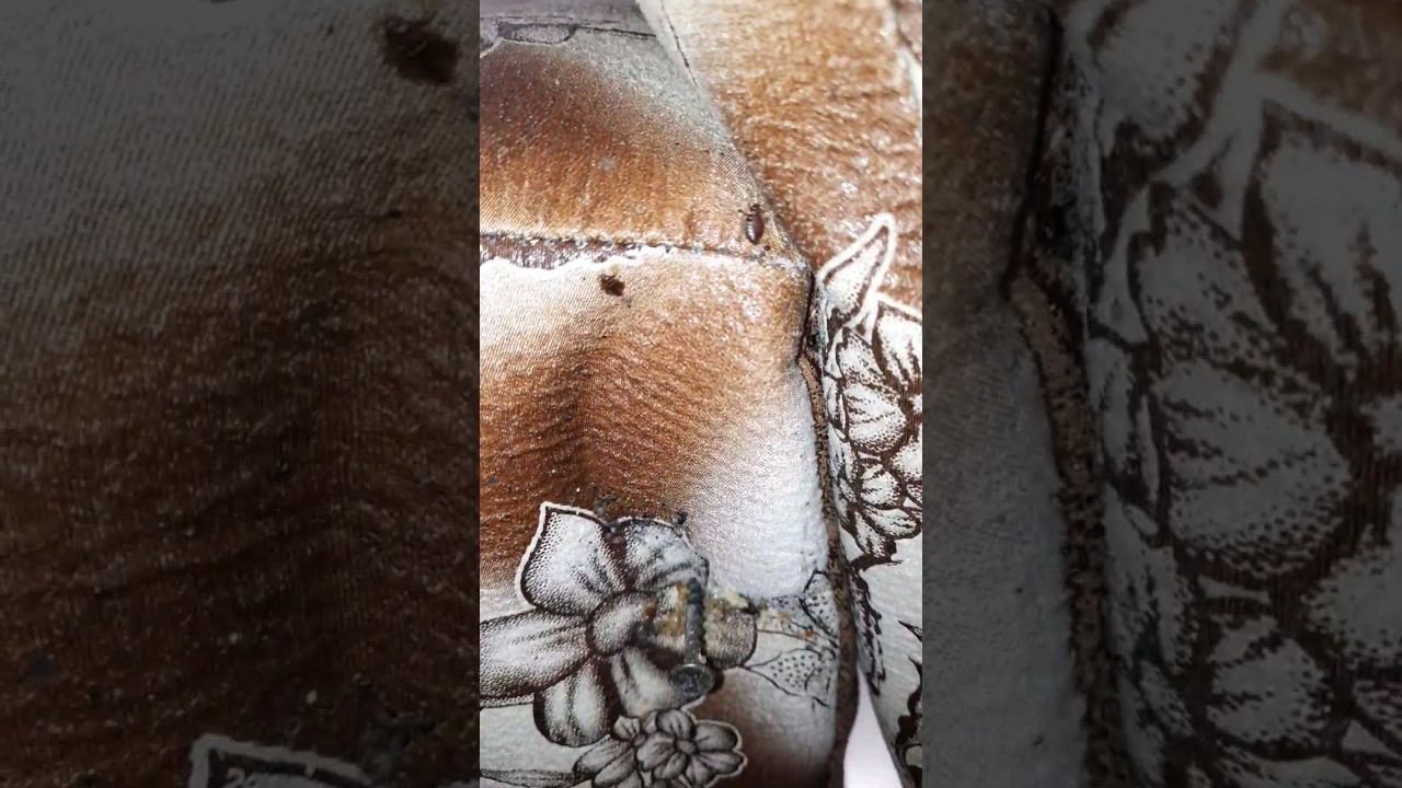 Клопы...|Подпишись | #клопы #постельныеклопы #bedbug