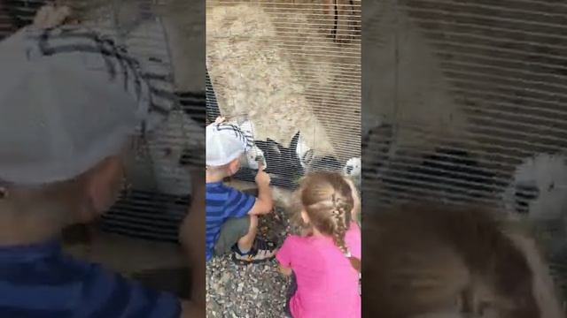 Милые кролики.