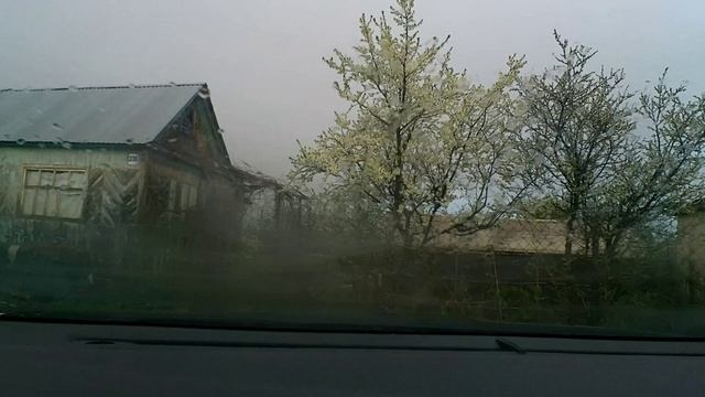 Вишня цветет.