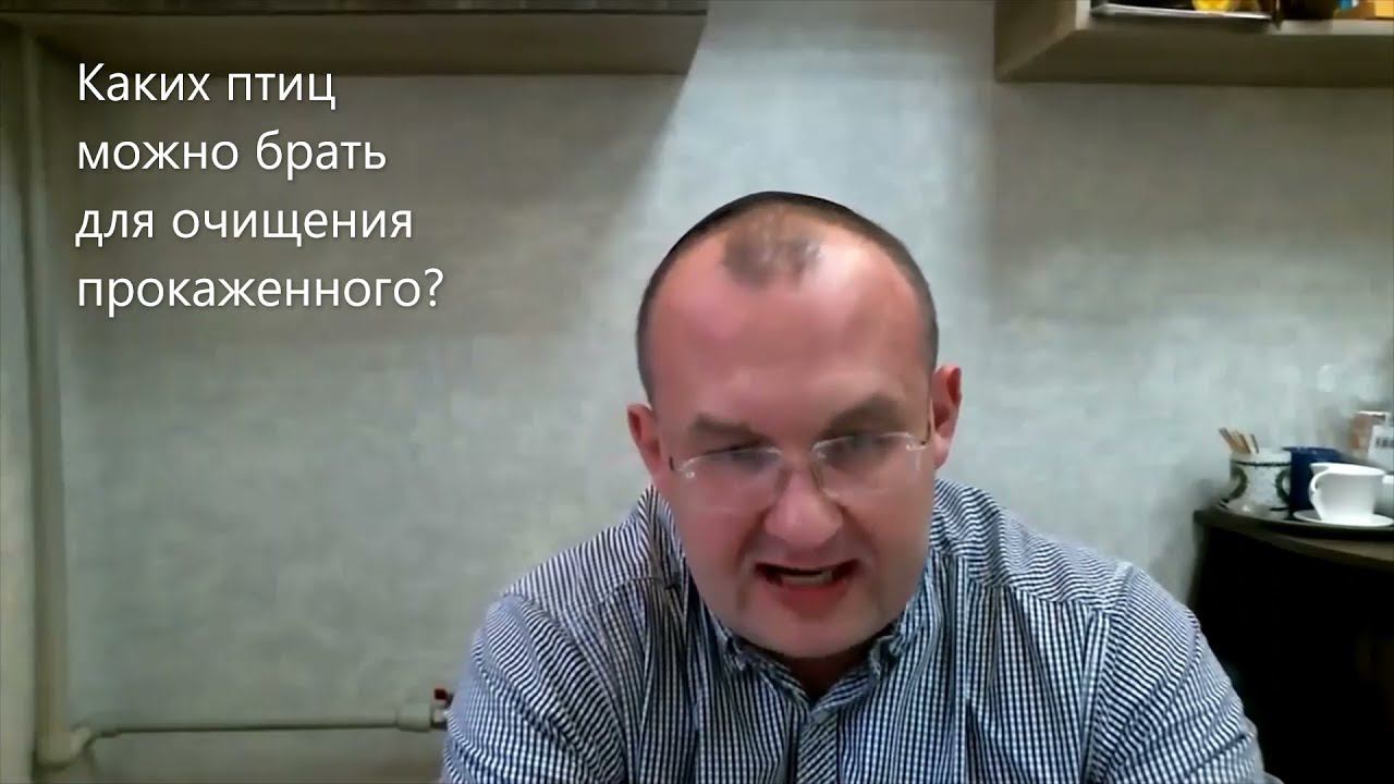 Какие птицы нужны для процедуры очищения прокаженного? Недельная глава Мецора