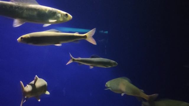 Листвянка.Байкальский Музей.