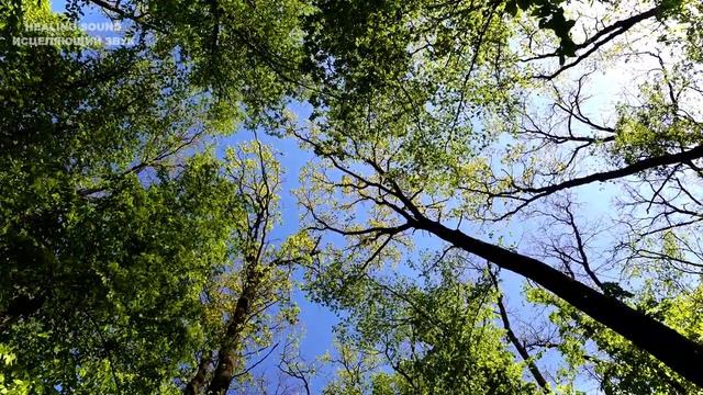 НЕПОВТОРИМЫЙ ЗВУК ЛЕСНЫХ ПТИЦ ИСЦЕЛИТ ОТ МНОГИХ БОЛЕЗНЕЙ!