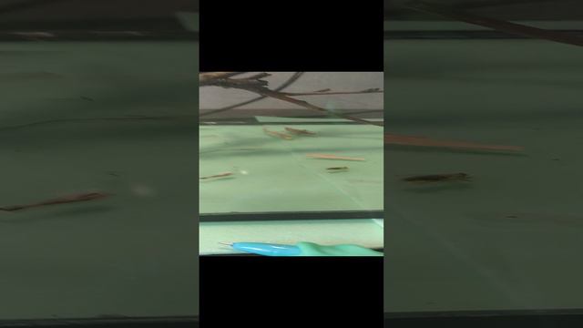 обустройство Terraria и кормление богомола