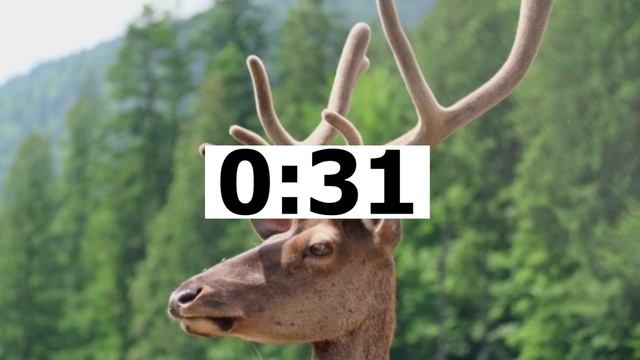 KEEPING ANIMALS IN ZOOS (ФИПИ)