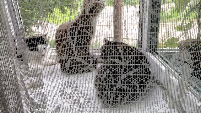 24 июля 2024г. Знакомлю с кошками.