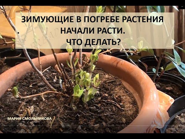 Зимующие в погребе растения начали расти. Что делать? Гортензии и каллы.