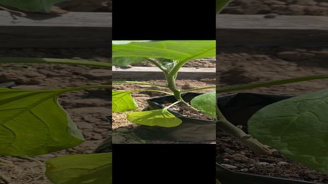 Разница емкостей для выращивания рассады.