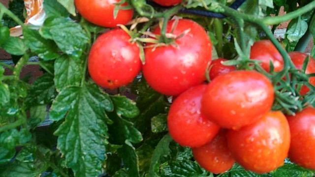 Томат Комнатный сюрприз