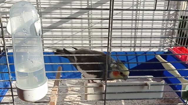 Мой старичок корелла греется на солнышке. 29.06.23