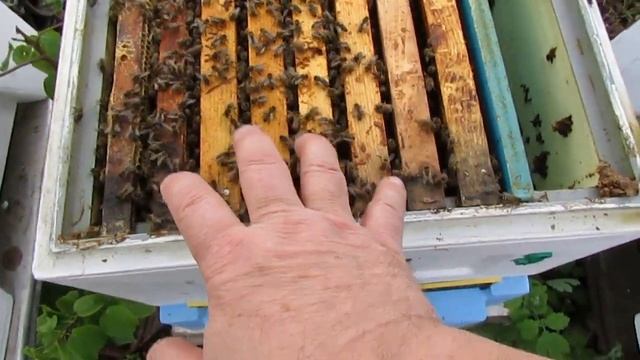весеннее расширение пчел по принципу улья Кука -  ставлю только 8 рамок в каждый корпус.