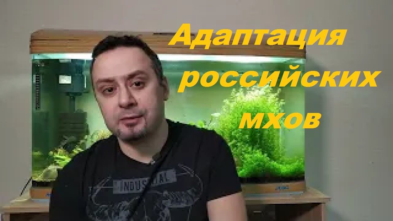 Адаптация российских мхов. (Архив от 2.04.2023)