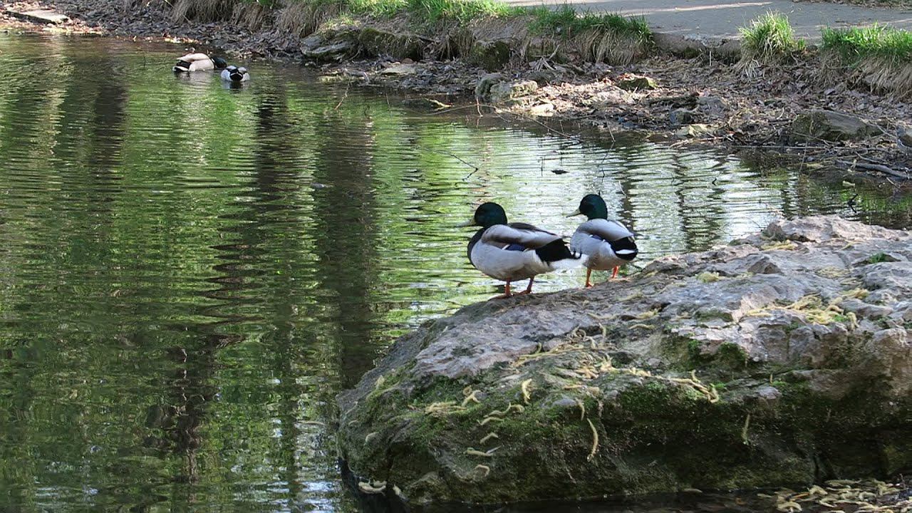 Уточки (30.04.2023)