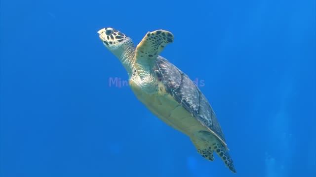 Живая природа Колыбельная малышам для сладкого быстрого  засыпания  Музыка для сна Быстро уснуть ?