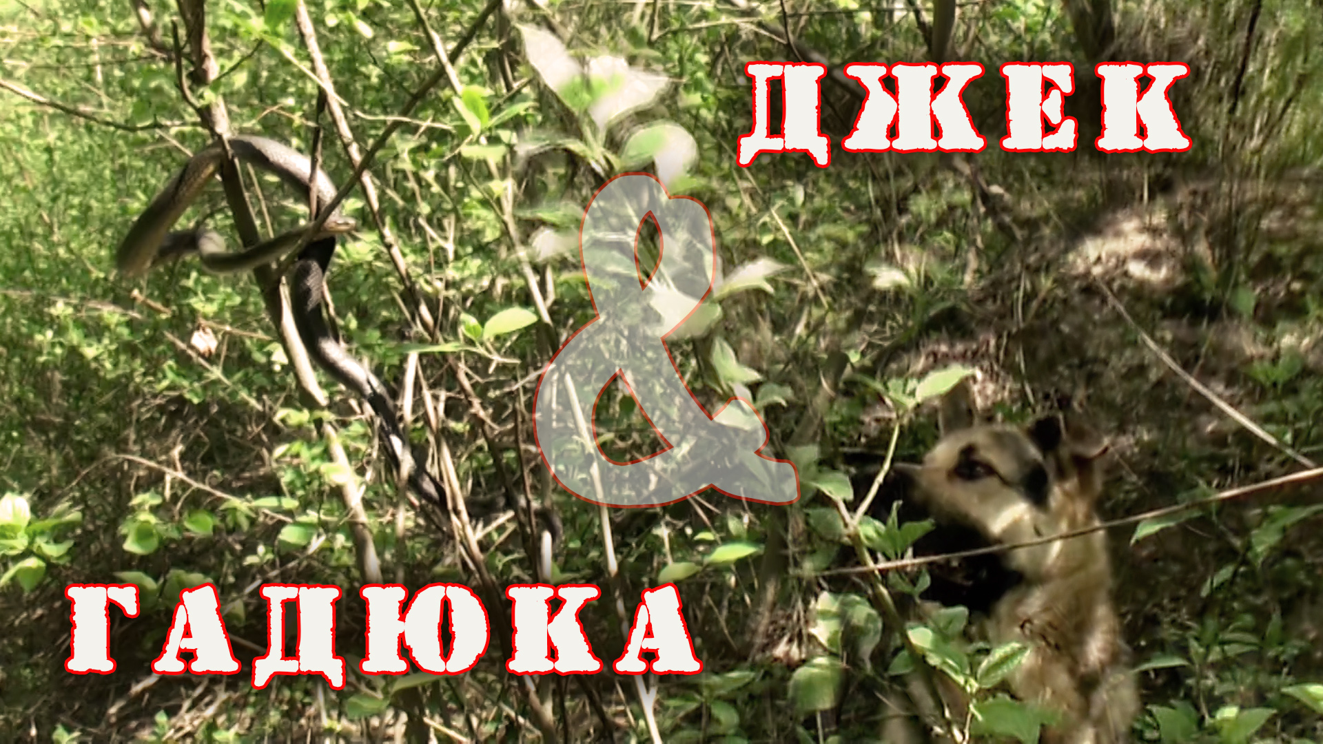 ДЖЕК & ГАДЮКА