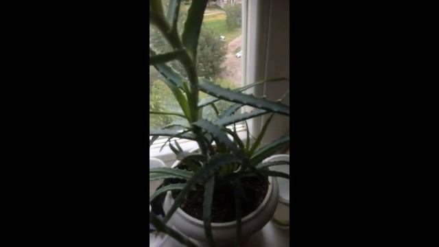 Как поливать цветы, если хозяина нету дома.