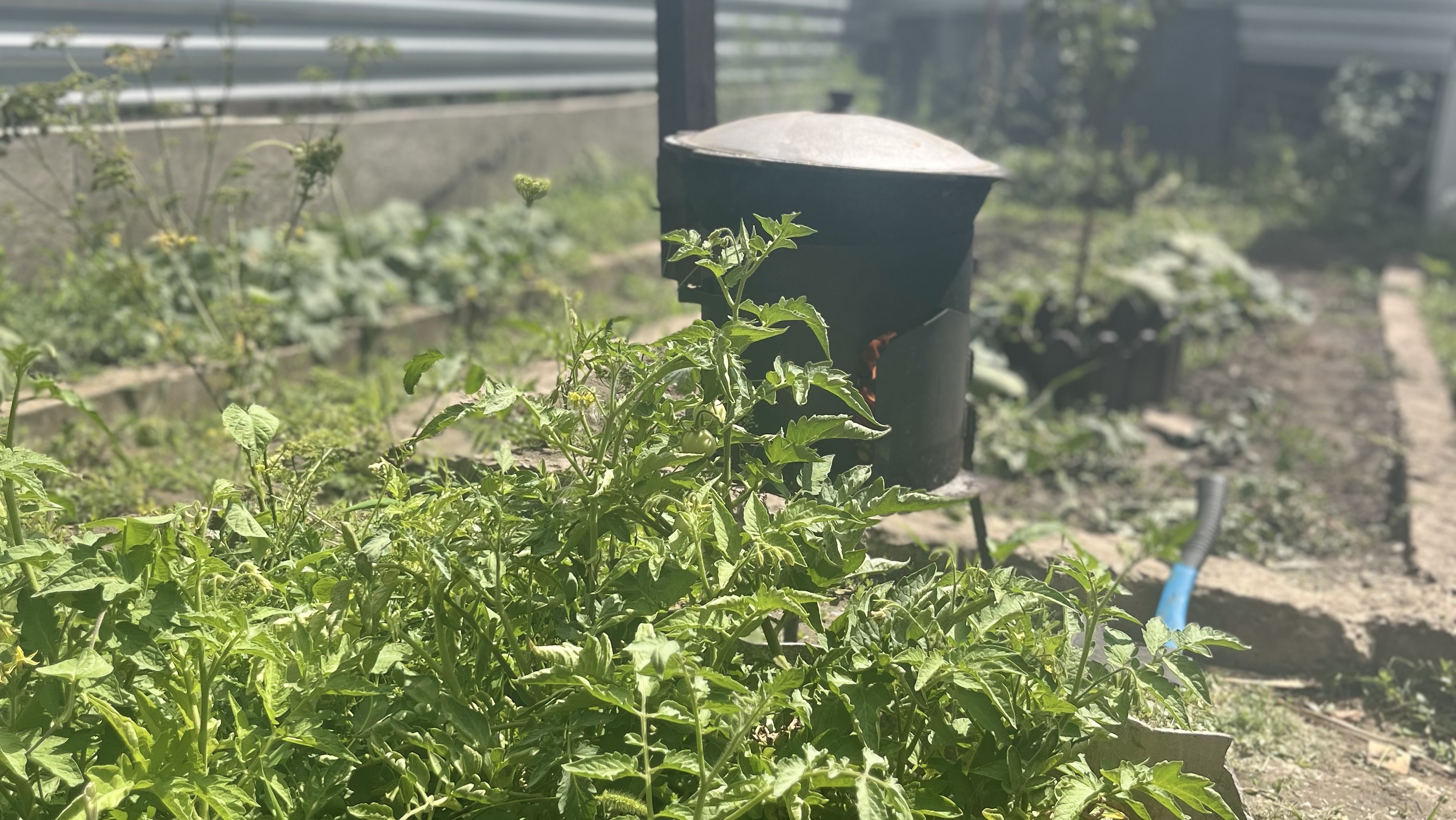 Шулюм из баранины и шашлык на костре из карпа