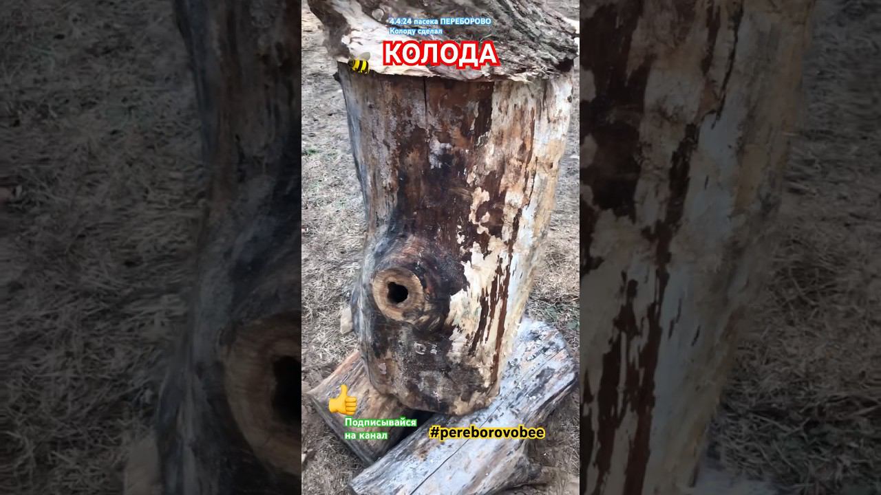 Пчелиная КОЛОДА! | ПЧЕЛОВОДСТВО #pereborovobee #пасека #пчеловодство #колода #улей #пчеловод #воск