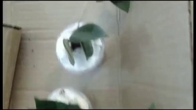 Посылка с хойками..mp4