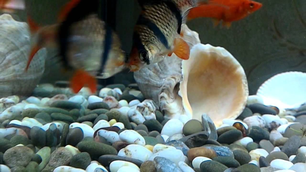 В аквариуме БарбУсы курили папиросы....