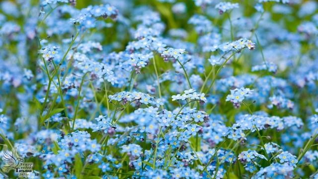 Светлана НЕФЕДОВА. "Цветочная фея"