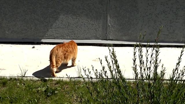 Рыжий кот и маленький ребёнок.