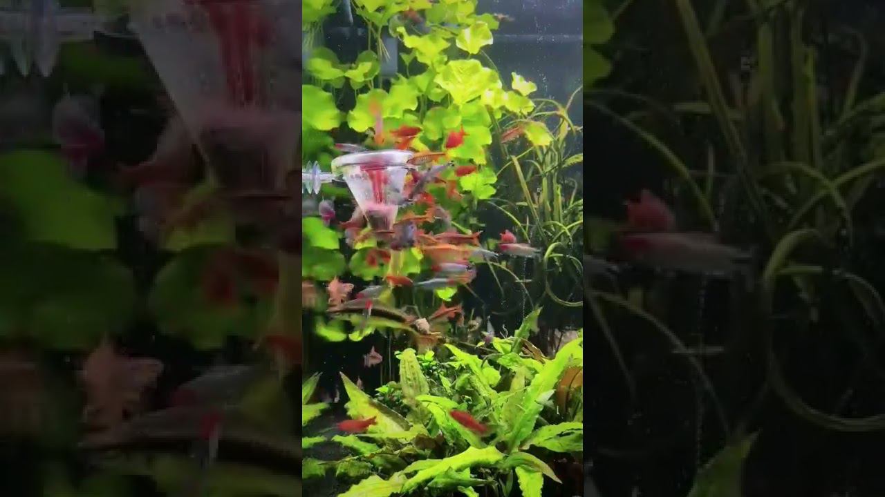 Время утренней кормёжки в аквариуме всегда проходит очень активно.