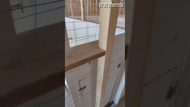 ✨Создаем уютную атмосферу для спокойной кладки яиц.