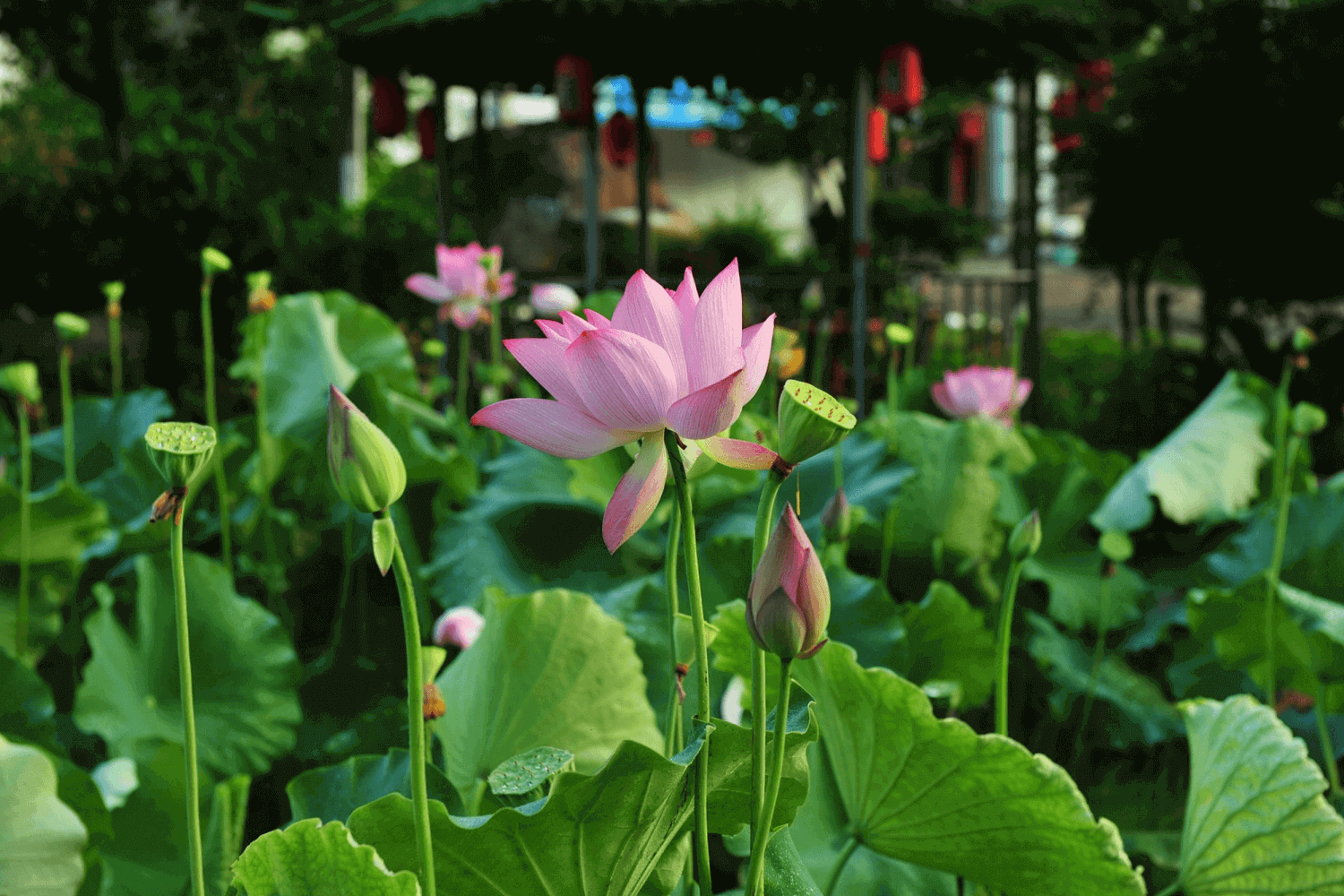 Лотос. Зимовка. Ч. 6 (We save the lotus in winter. Part 6)