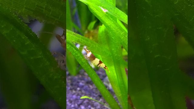 Видео креветок кристалл на рутуб