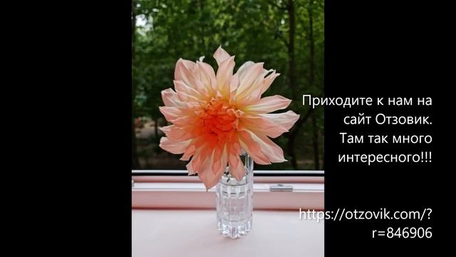 #Георгин рассказывает о лампе фотографа Есть отзыв о лампе смотри ссылку ниже в описании к видео#