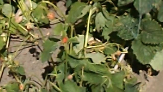 DSCN5515.AVI Тархун с слабым запахом ,лук многоярусный многолетний завязал луковицы