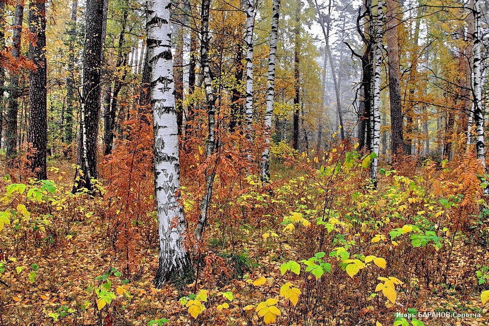 "ПАДАЮТ ЛИСТЬЯ"... (Фото Игоря Баранова (Рязань) - Поёт нар. арт. России  Надежда Крыгина)