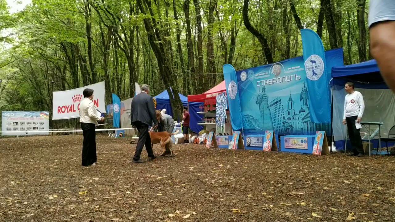 МОНОПОРОДНАЯ ВЫСТАВКА БЕЛЬГИЙСКОЙ ОВЧАРКИ