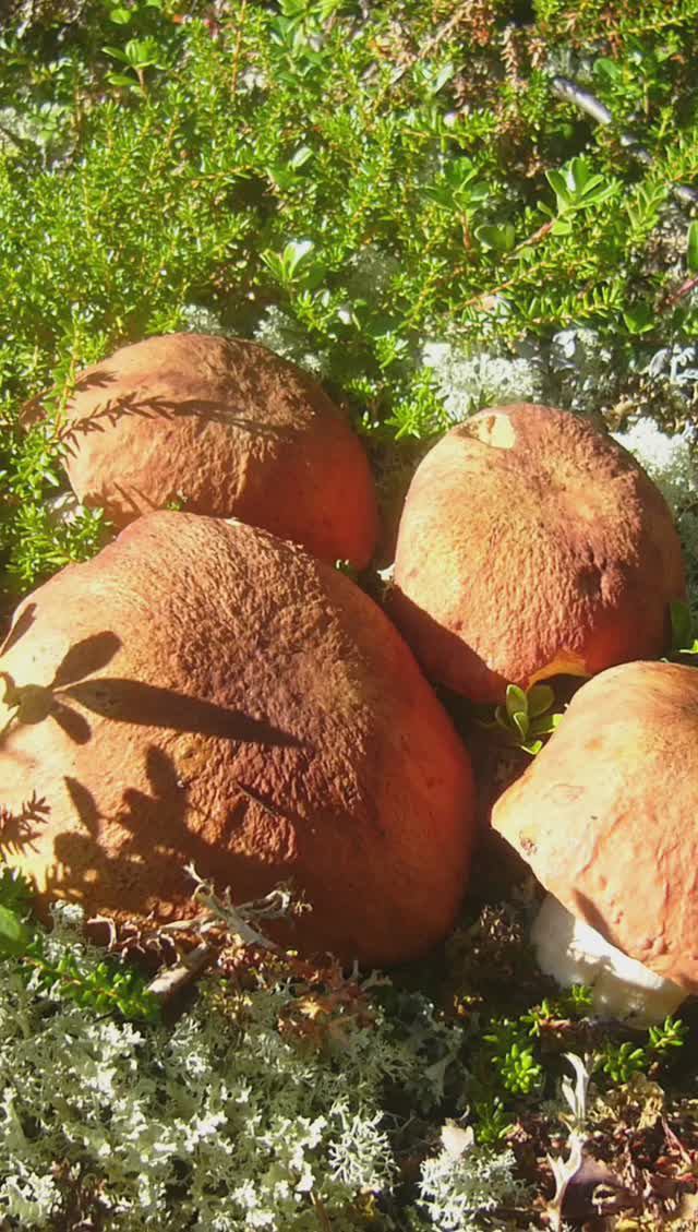 Хибины. Эволюция грибов в походе. Август 2006г.mp4