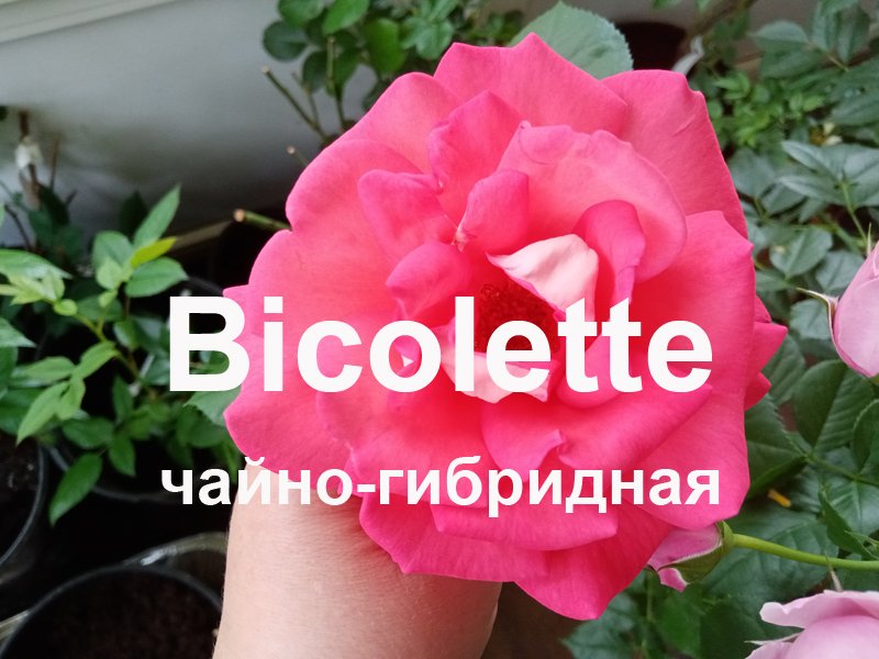 Чайно-гибридная роза Bicolette и флорибунда Pomponella