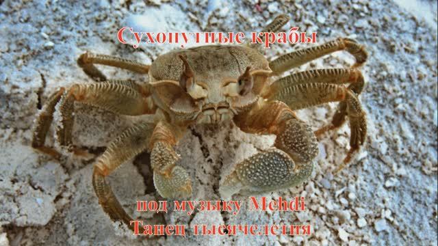 16. Сухопутные крабы под музыку Mehdi Танец тысячелетия HD