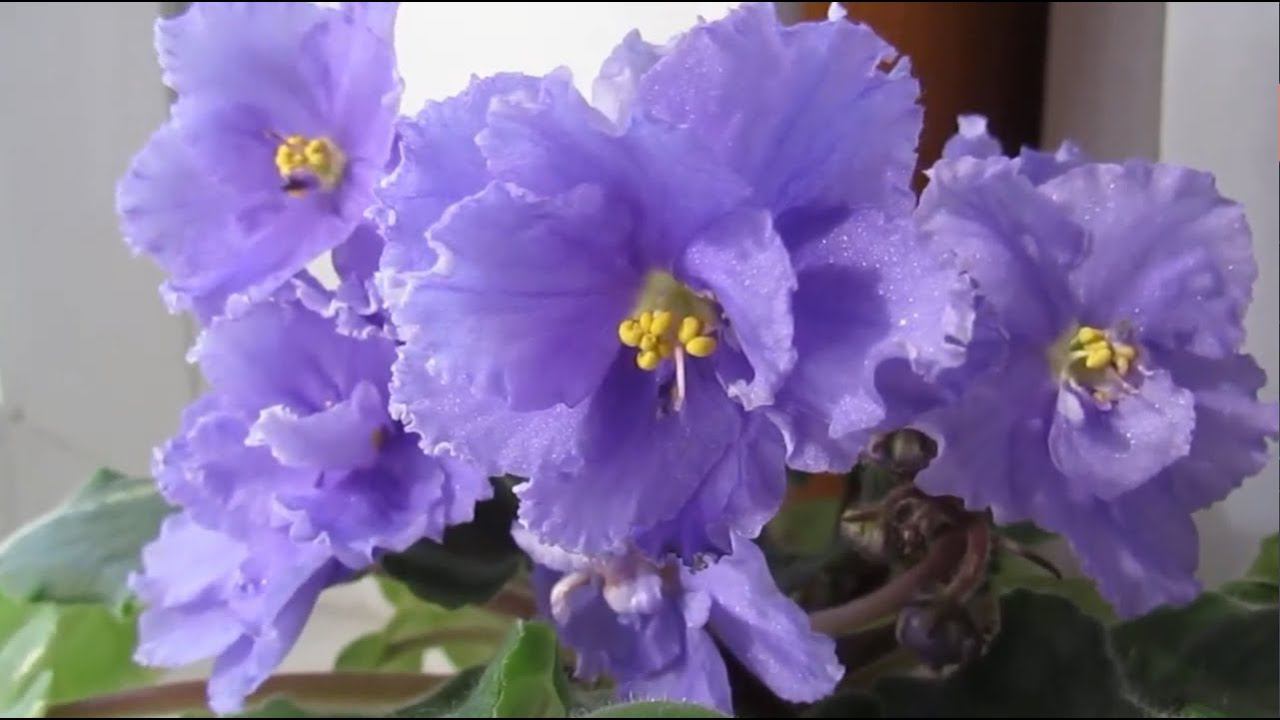 Песня «Плакала»