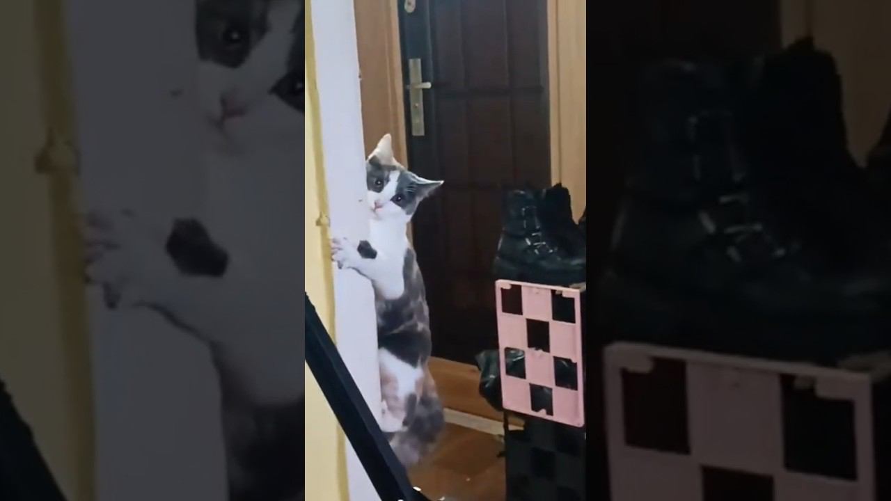 Мартышище, обезьянище #всегопонемногу #котики #кошки #кошка #приколы