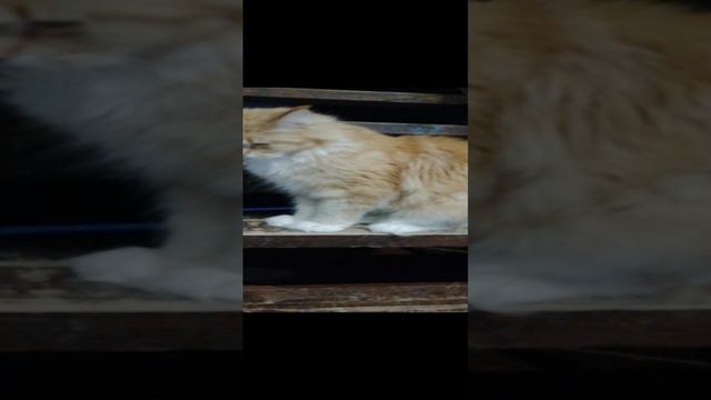 КошкаМейнкун и наглые щенки